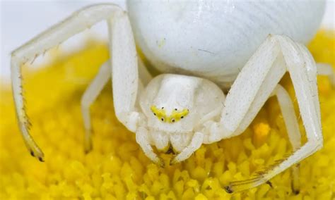 Mind Blowing Facts About Crab Spider Facts Net