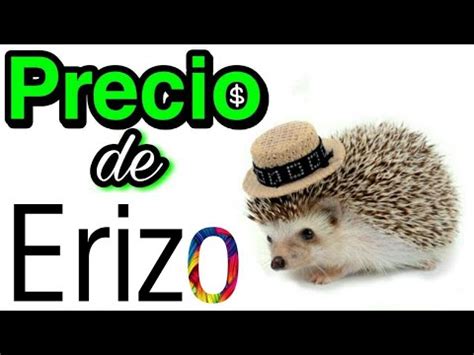 Descubre cuánto cuesta un erizo en euros una guía completa para