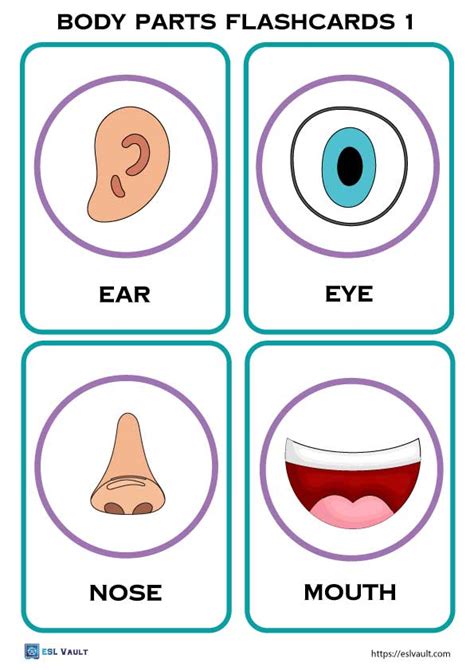 32 Free Body Parts Flashcards ESL Vault