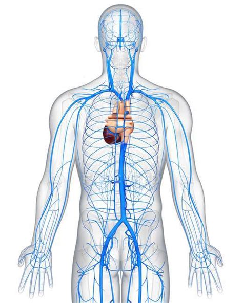 Human Body Veins Diagram
