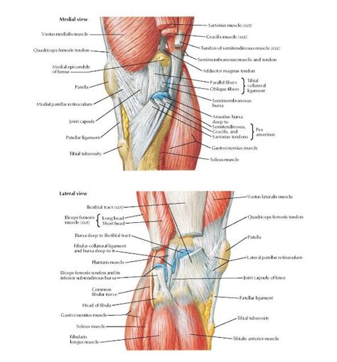 Knee Medial And Lateral Views Anatomy Lateral View Vastus Lateralis