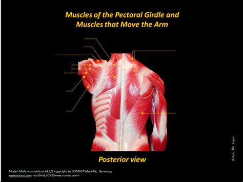 Pectoral Girdle Arm Posterior Diagram Quizlet