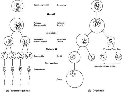 Meiosis Gametogenesis Ap Biology Portfolio