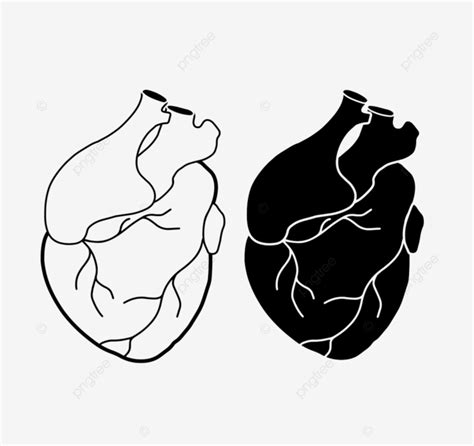 Anatomical Heart Silhouette