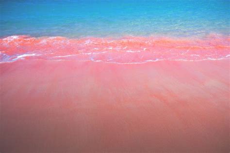 Plages De Guadeloupe Avec Du Sable Rose Palmarium Biz