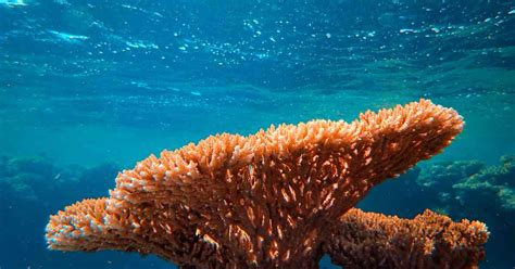 Most Beautiful Reefs In The World