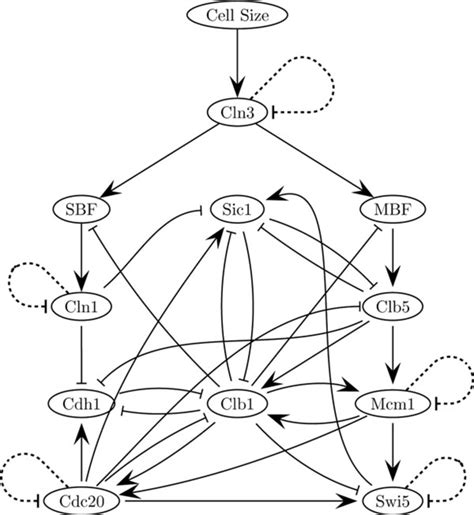 yeast network the cell cycle network of the budding yeast download scientific diagram