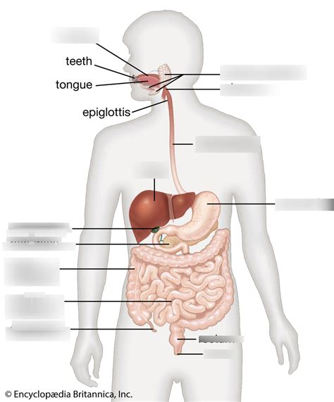 The Alimentary Canal Diagram Quizlet