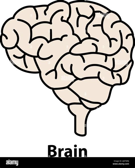 Cerebro humano Órgano interno anatomía Ilustración de icono plano de