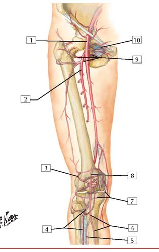 Lower Limb Anatomy Flashcards Quizlet
