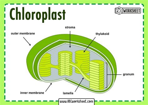 Photosynthesis Diagram Blank Rock Wiring