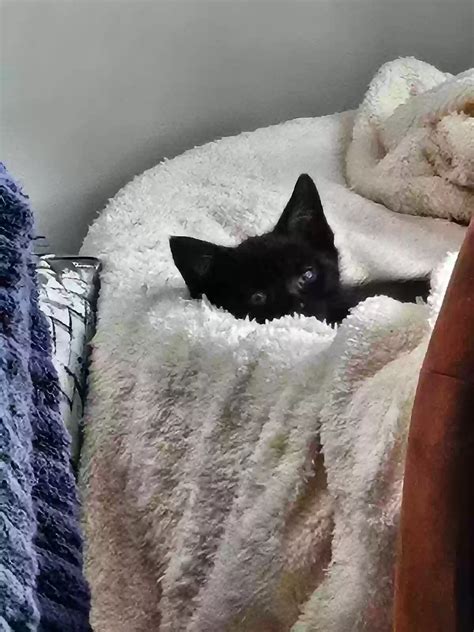 Cat Adoption In Knoxville TN 37917 Domestic Black Kitten Cat Kiko