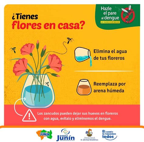 Si tienes flores o plantas en casa aprende cómo prevenir el dengue