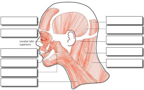 Head And Neck Muscle Diagram 2 3 2 Major Muscles Diagram Head And