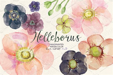 水彩花卉剪贴画素材 Watercolor hellebore 插图插画 搜素材网