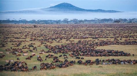 4 Days Serengeti Ngorongoro Crater Safari Package Tanzania