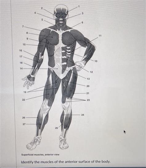 Label The Muscles Of The Body By Looking At The Images And Typing In