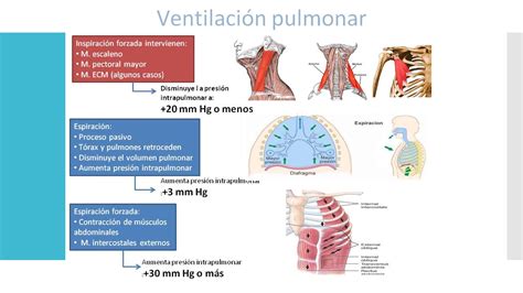 FISIOLOGIA BASICA Y MEDICA Generalidades Sistema Respiratorio