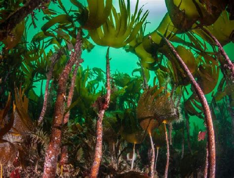 Kelp Harvesting Scottish Parliament