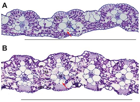 C And C Plants Leaf Structure Diagram Infoupdate Org