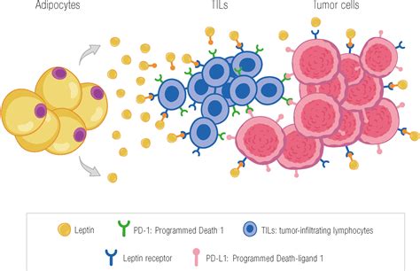 Frontiers The Leptin Axis And Its Association With The Adaptive