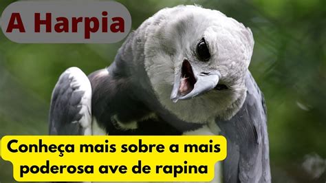 Saiba Tudo Sobre A Poderosa Harpia Umas Das Maiores Aves De Rapina Do