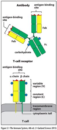T Cell Receptor Structure And Antigen Recognition Flashcards Quizlet
