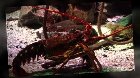 Crawfish Youtube