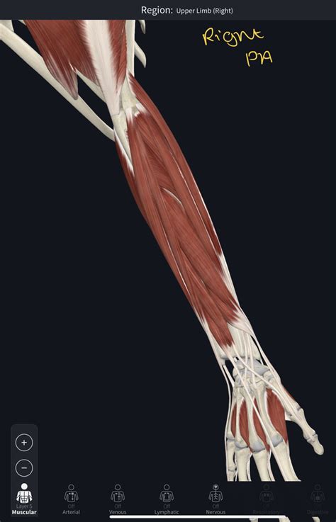 Diagram Of Posterior Forearm Muscles Layer 5 Quizlet