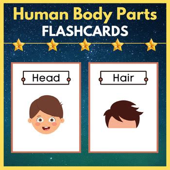 The Human Body Body Parts Organs Flashcards Printable Bundle