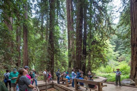 Vanuit San Francisco Muir Woods Sausalito En Alcatraz Getyourguide