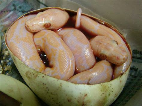 Notícias e curiosidades desse nosso mundo estranho Cobras gêmeas no