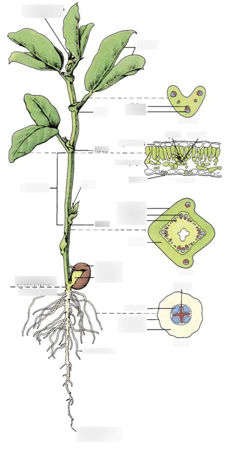 Vascular Plant Diagram Diagram Quizlet