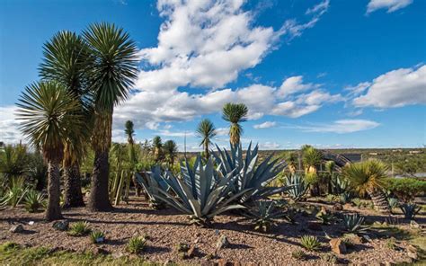 5 jardines botánicos que debes conocer México Desconocido