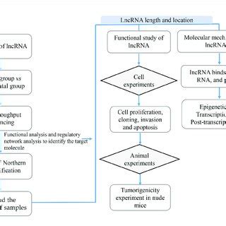 The Modes Of Action Of Long Non Coding RNAs LncRNAs In Tumors A