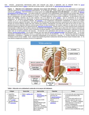 Músculo oblicuo externo del abdomen Dolopedia Uno de los músculos de