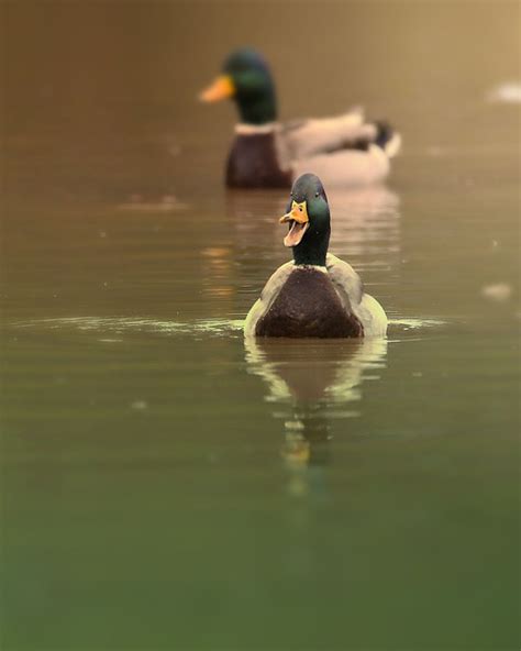 Vögel Enten Schnabel Kostenloses Foto auf Pixabay Pixabay