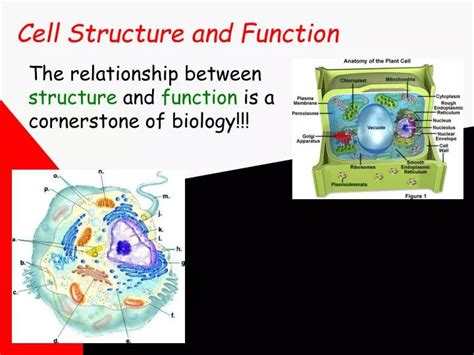 Ppt Cell Structure And Function Powerpoint Presentation Free
