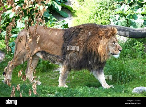 Big Male Lion Walking And Hiding In Its Habitat Stock Photo Alamy