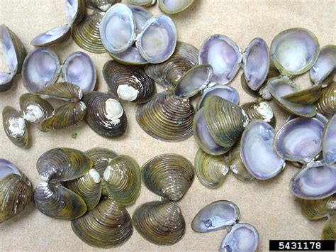 Asian Clam Finger Lakes Prism
