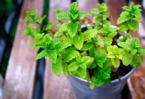 Diferencias Entre Menta Y Hierbabuena Blog Frutas Charito