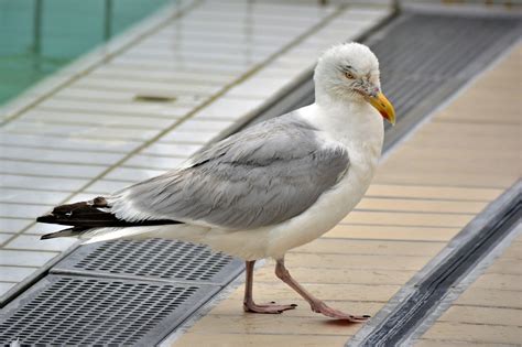 Måge Fugl Flyvende Gratis foto på Pixabay Pixabay