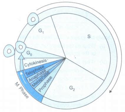 Class 11th Biology Cell Cycle And Cell Division Case Study Questions