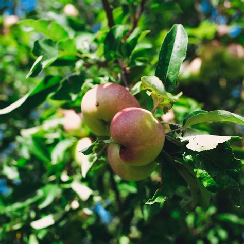 Two Apples Hanging From A Tree With Green Leaves