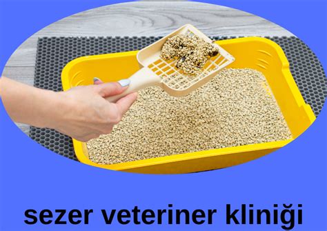 Kedim In En Yi Kum Ve Zellikleri