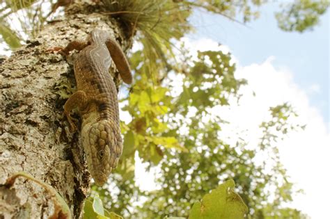Descubren Nueva Especie De Lagartija Noticias Voz E Imagen De Chiapas