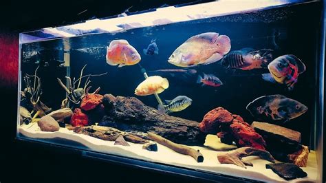 Top 7 Beautiful Oscar Aquarium Best Oscar Cichlids Tank Setup YouTube