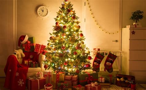 Details Nochebuenas De Navidad Abzlocal Mx