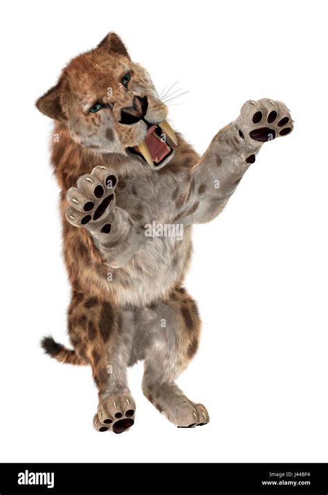 Tigre À Dents De Sabre Banque d image et photos Page 3 Alamy