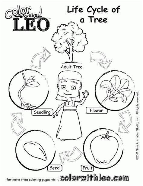 Life Cycle Of A Plant Colouring Page Clip Art Library